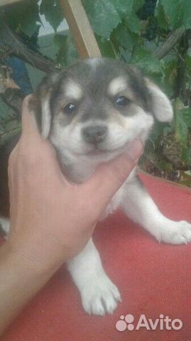 Щеночек Маленький