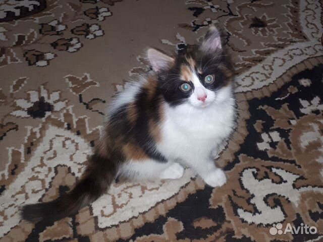 Самая озорная кошечка