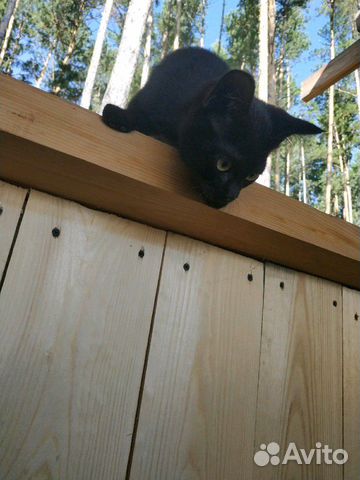 Котёнок 3 месяца