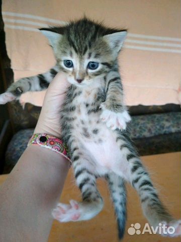 Котята бесплатно