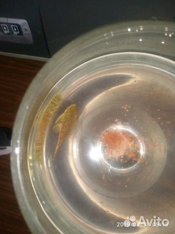 Сомик прилипала анциструс