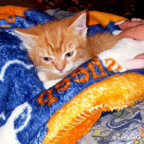 Будущий шикарный кот Крош Великий