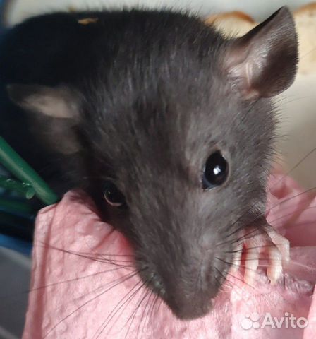 Крысята Дамбо черные