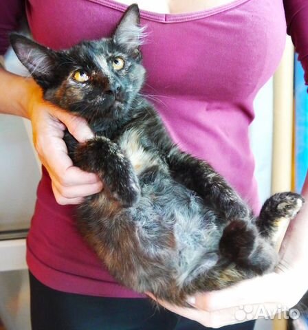 Забавный, красивый и ласковый котенок малышк Феня