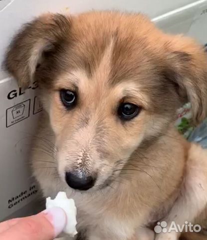 Щенок в добрые руки