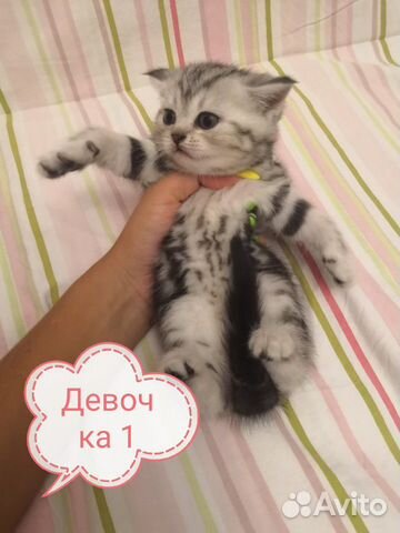 Отдаём котят от кошки британки