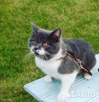 Котик Барсик 8 месяцев