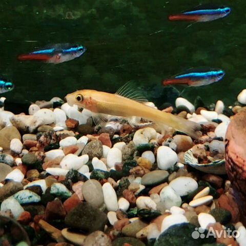 Рыбки лабео и гиринохейлус в добрые руки