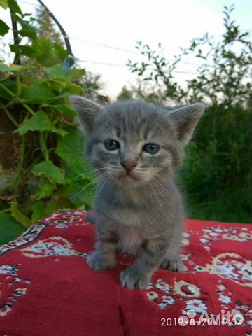 Котенок мальчик меньше месяца