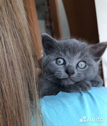 Шотландский котёнок (мальчик)