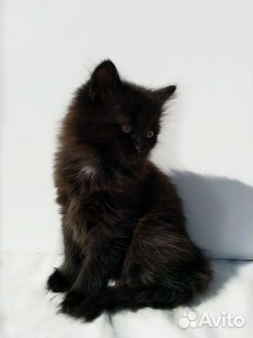 Котята 2 месяца