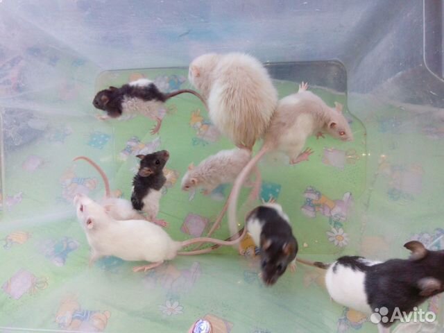 Крысята за шоколадку