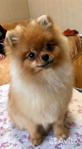 Продаются куражные малыши шпицы