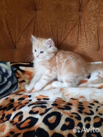 Котята от норвежской лесной