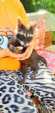 Ручные еноты-выкормыши 2019 года