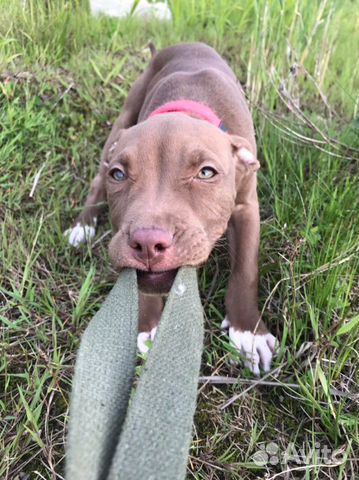 Продам девочку апбт в хорошие руки