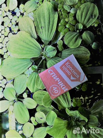 Продаю аквариумное растение пистия