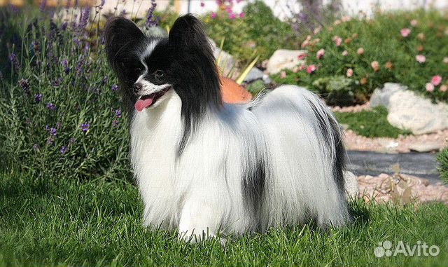 Щенки папийоны