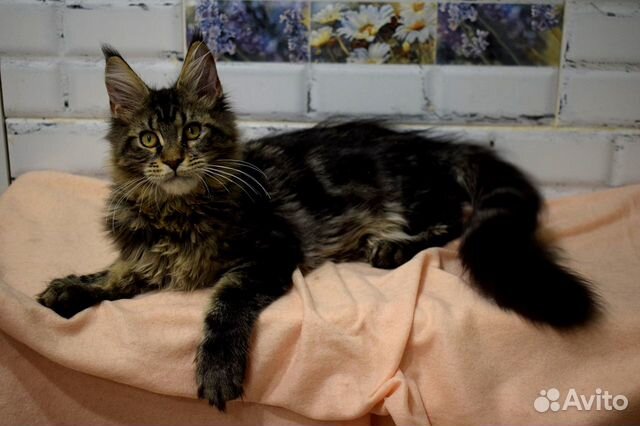 Котик мейн кун Джой