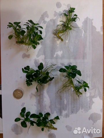 Анубиас петит