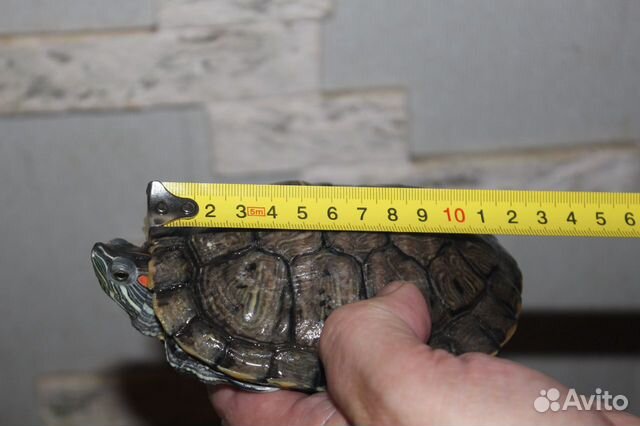 Черепаха водная, красноухая