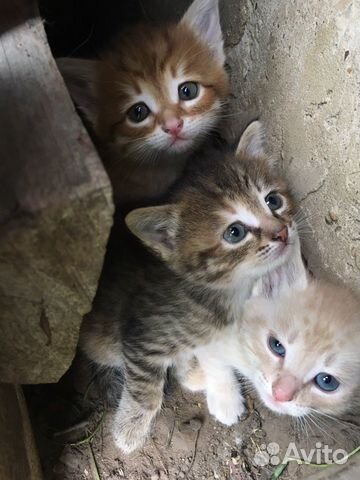 Котята ищут дом