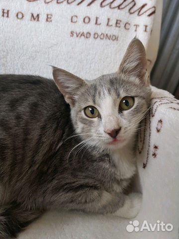 Отдам котенка