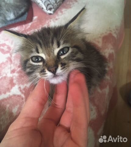 Отдам милых котят в добрые руки )