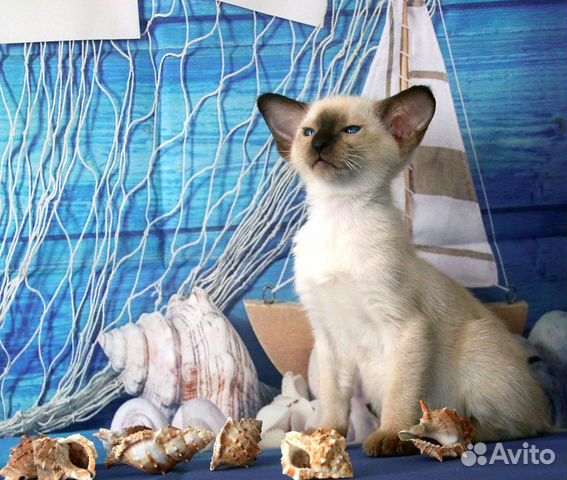 Сиамский мальчик