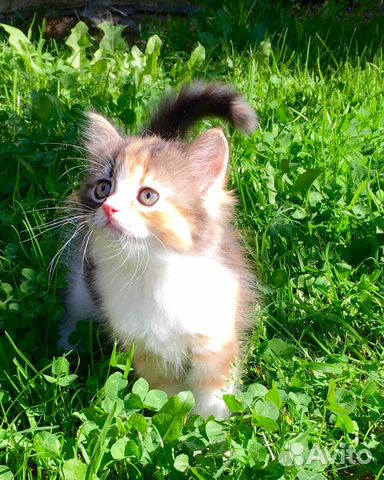 Продам котёнка