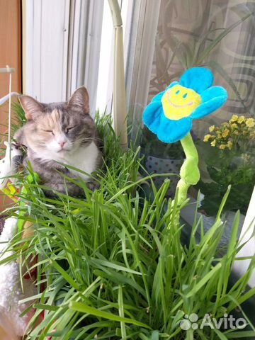 Отдам кошечку в хорошие руки