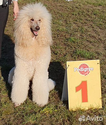 Пудель Король абрикос (вязка)
