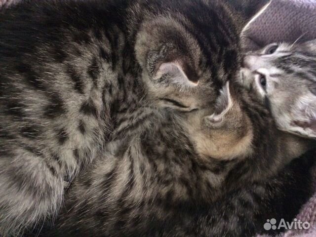Котята