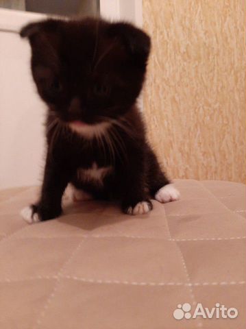 Котята,кошки.(британцы,шотландцы)
