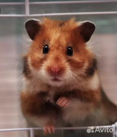Хомячок отдам