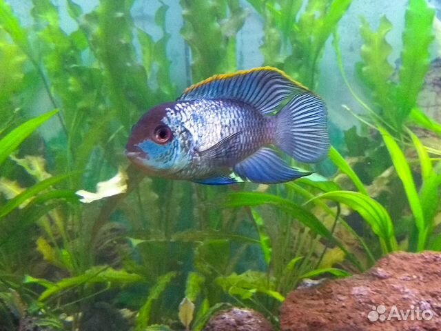 Молодь наннакары неон блю