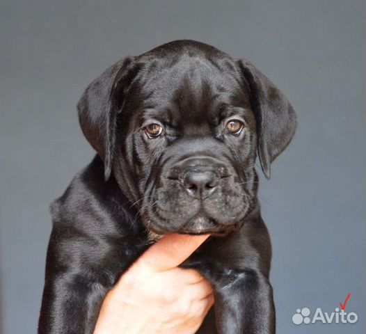 Супер щенки Кане-Корсо