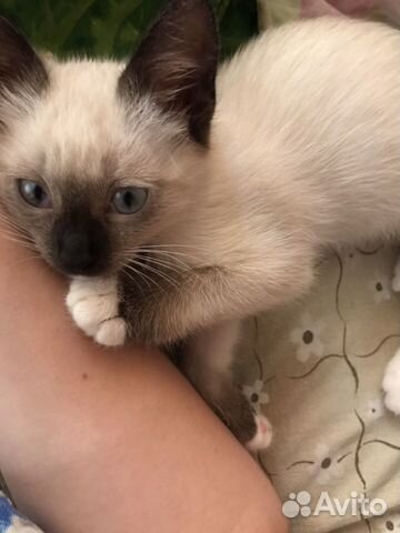 Продам сиамского котёнка
