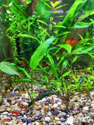 Водоросли и улитки для аквариума