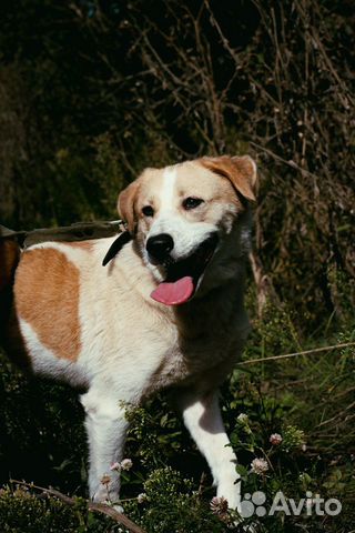 Игривая и очень эффектная собака ищет дом