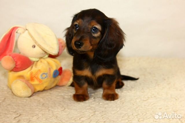 Муаровая кроличья девочка