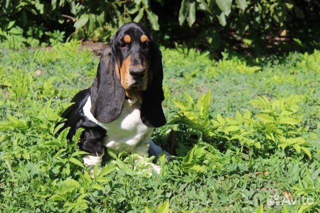 Яркая Брюнетка Бассет Хаунд