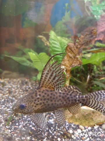 Сом синодонтис