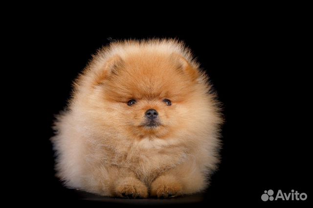 Мини Помераночка