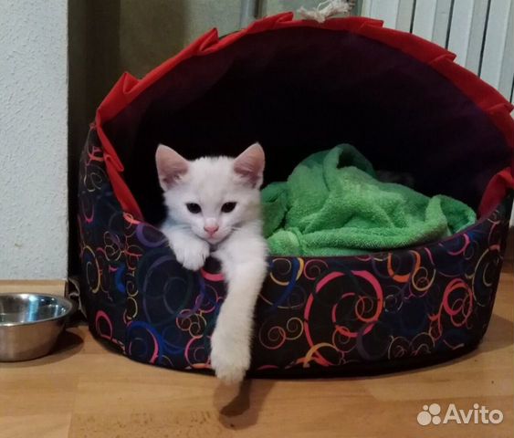 Белоснежная юная леди в поисках любящих хозяев