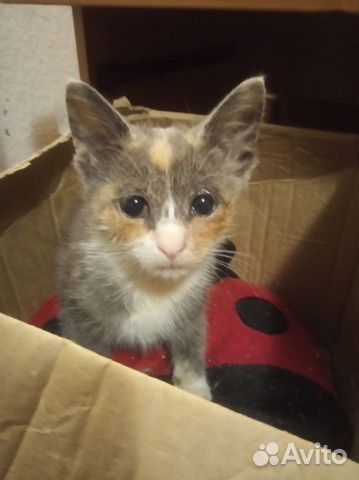 Отдам котенка в хорошие руки