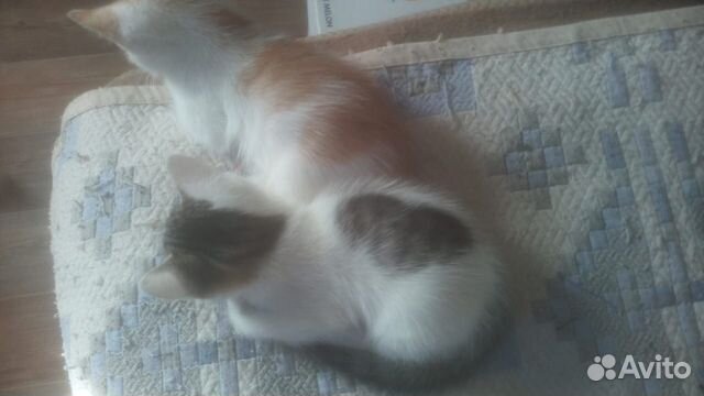 Котята девочки прелесть