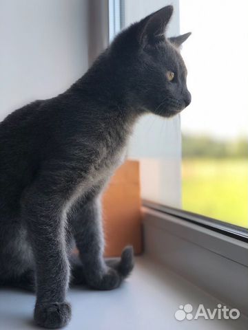 Отдам бесплатно в хорошие руки котика смоки