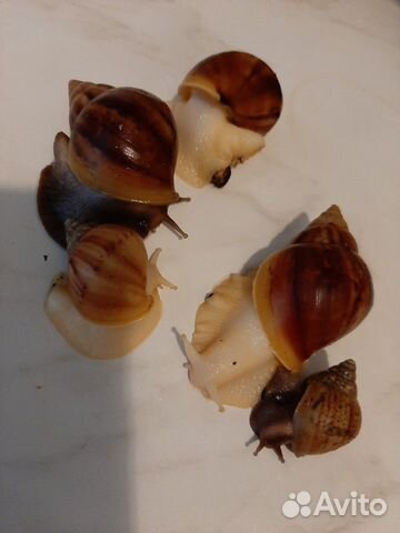 Ахатинские улитки