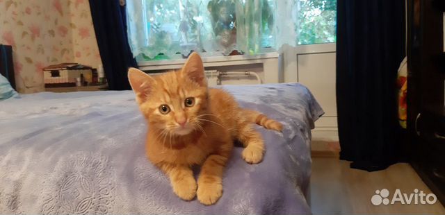 Рыжий котик